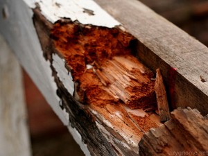 What is Wood Rot? - Wood Finishes Direct